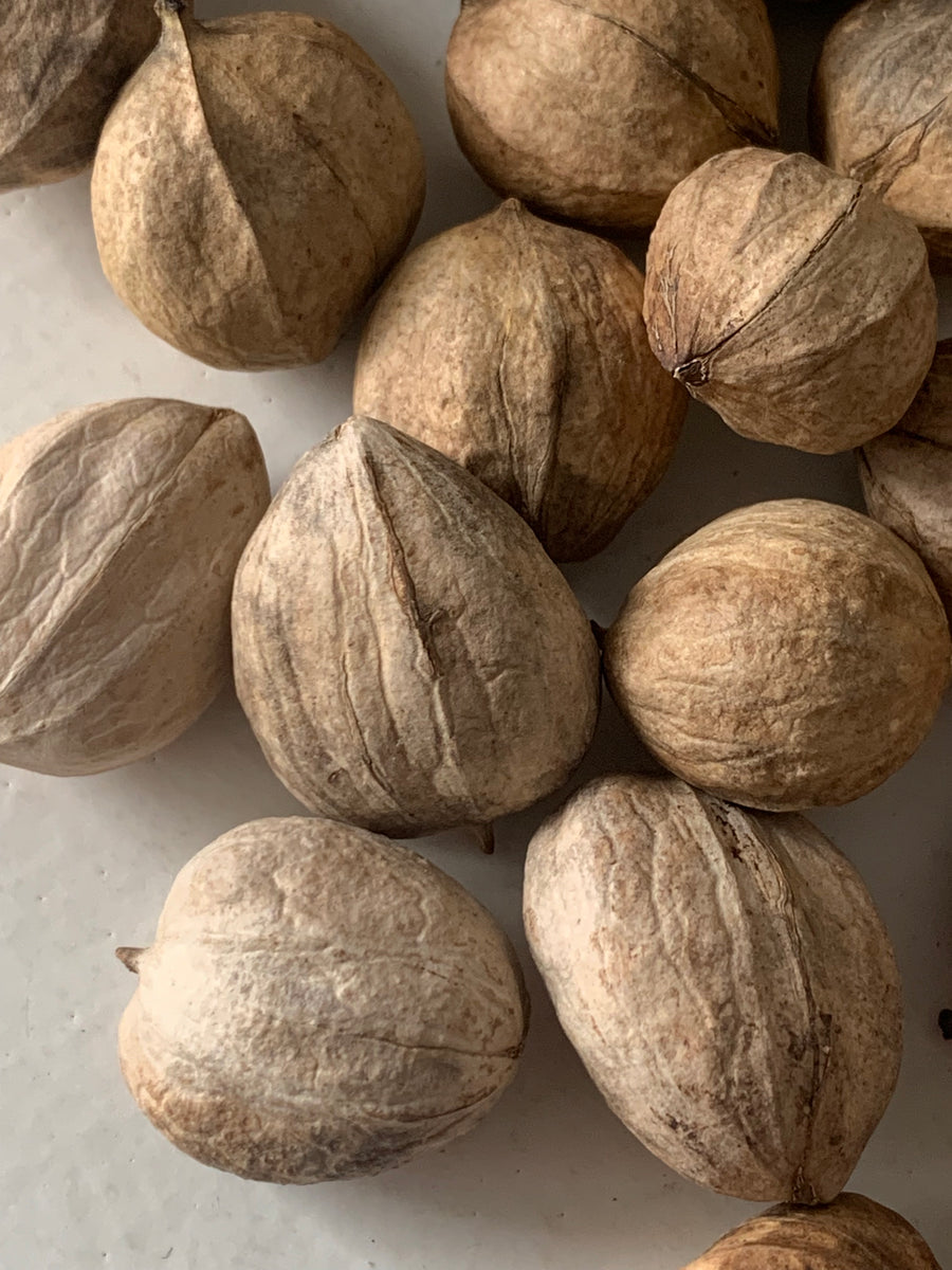red hickory nuts